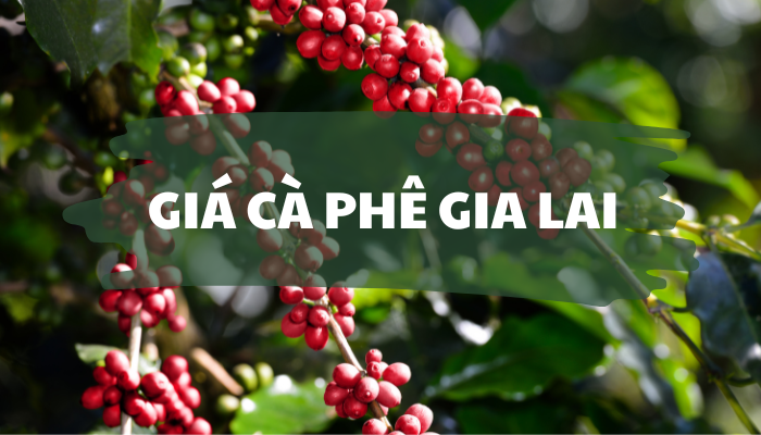 Giá Cà Phê Gia Lai Hôm Nay [ Cập Nhật Mới Nhất ]